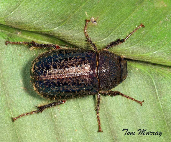 scarab beetle | Project Noah