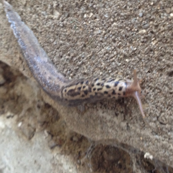 Great grey slug, tiger slug, spotted leopard slug, giant gardenslug ...