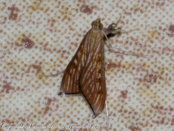 Sesame Leafroller | Project Noah