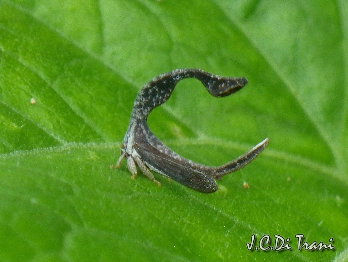 Membracid Treehopper | Project Noah