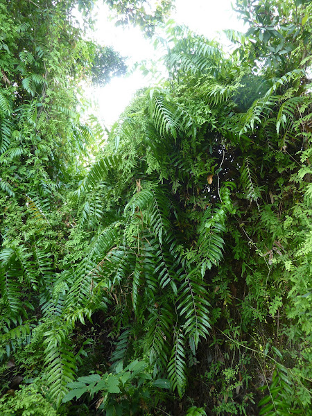 Giant Leather fern/Mangrove fern | Project Noah