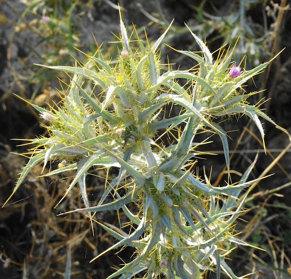 Soldier Thistle | Project Noah