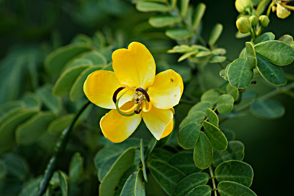 Climbing Cassia | Project Noah