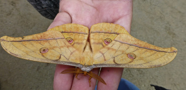 Japanese Silk Moth | Project Noah