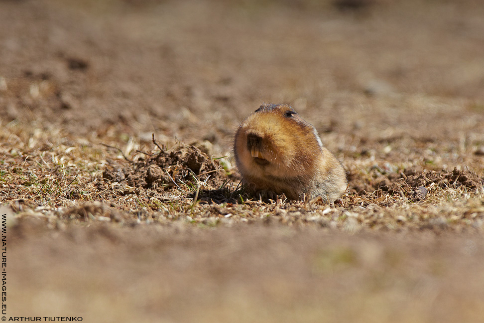 301 Moved Permanently