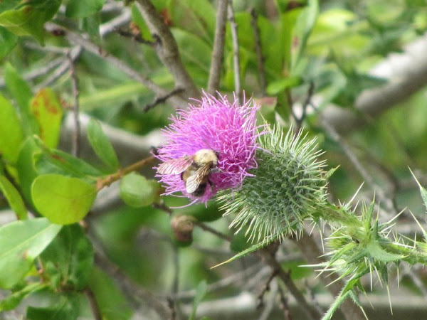 Thistle | Project Noah