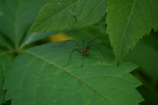 Daddy Long Leg | Project Noah
