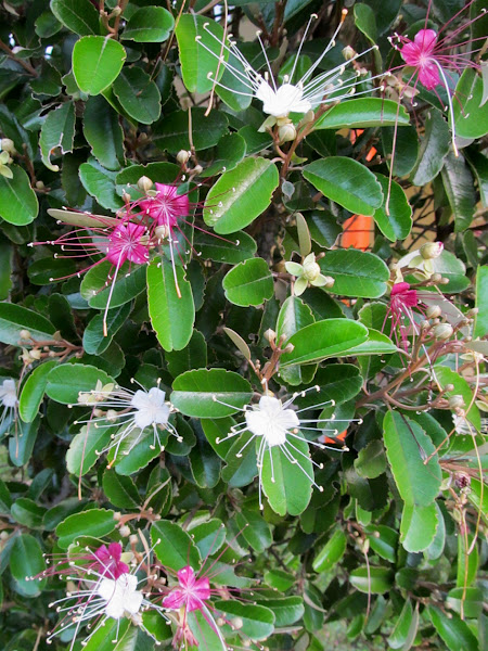 Jamaican Caper | Project Noah