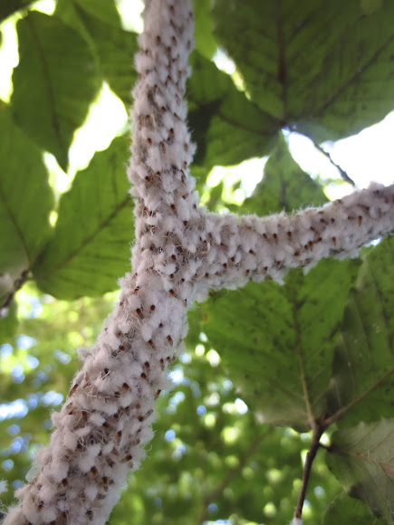 Beech Wooly Aphid | Project Noah