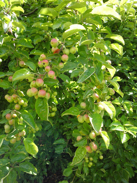 Manzano. Apple tree | Project Noah