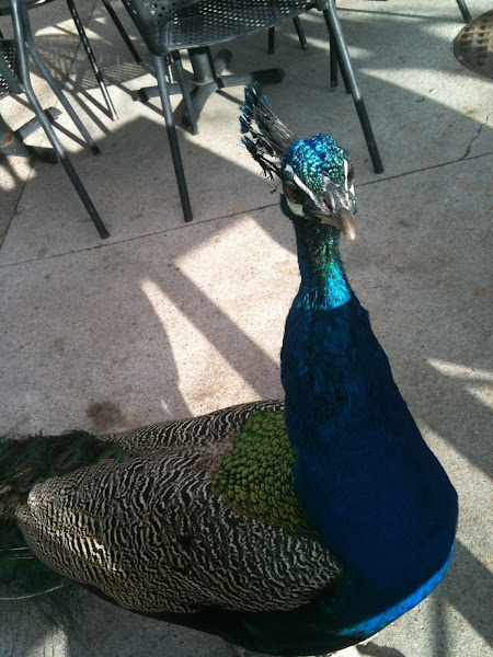 Peafowl | Project Noah