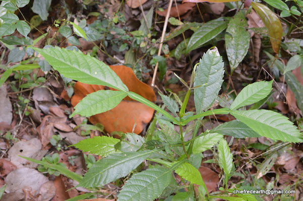 Peacock Chaste Tree | Project Noah