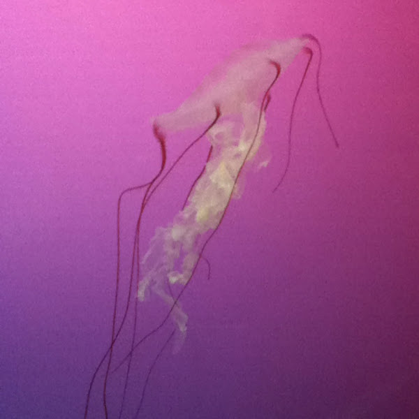 Purple-striped sea nettle | Project Noah