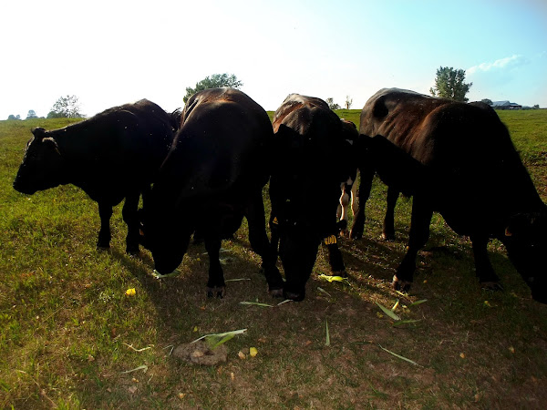 Bull (cattle) | Project Noah