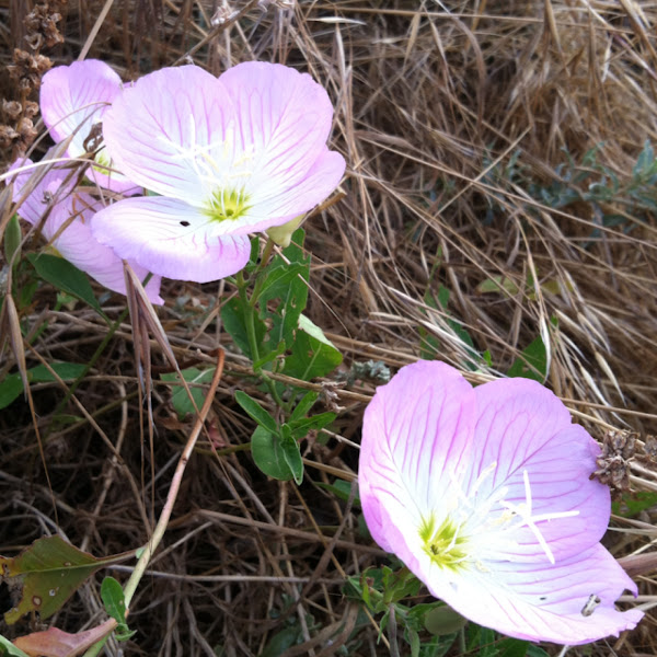Mexican evening primrose | Project Noah