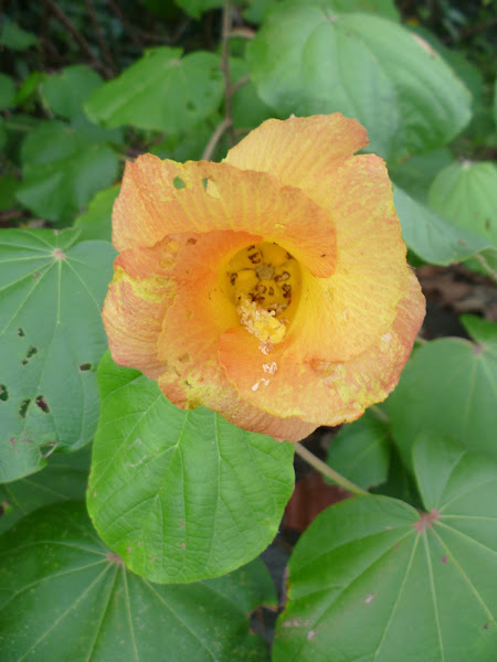 Mahoe Beach Hibiscus Majagua Project Noah