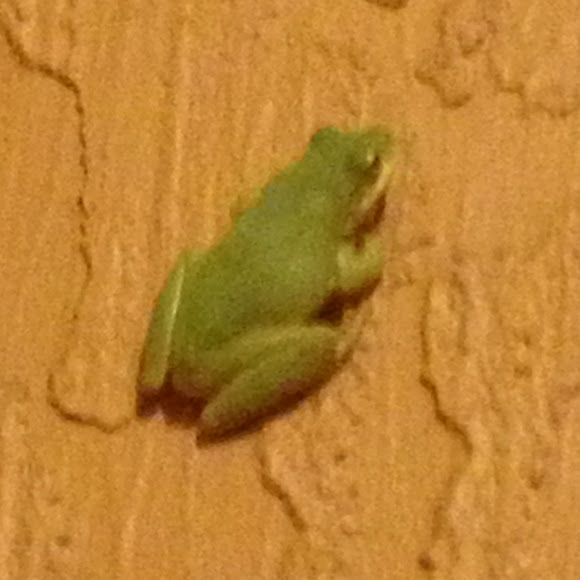 Squirrel Tree Frog | Project Noah