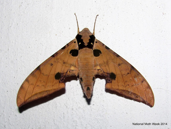 Sphingidae | Project Noah