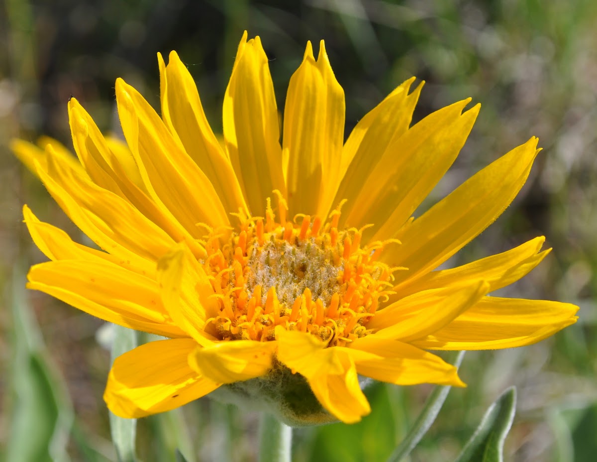 Arrow-leaf balsamroot | Project Noah