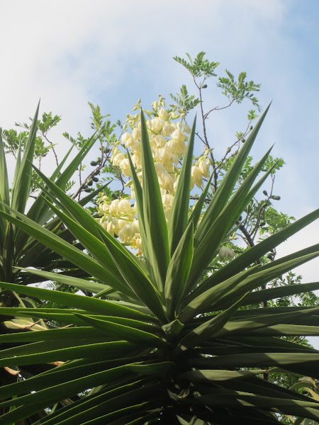 Flor de Itabo (Giant yucca) | Project Noah