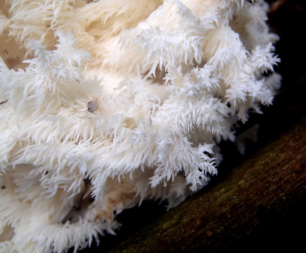 Bear's head. Fungi coral. Hongo coral | Project Noah