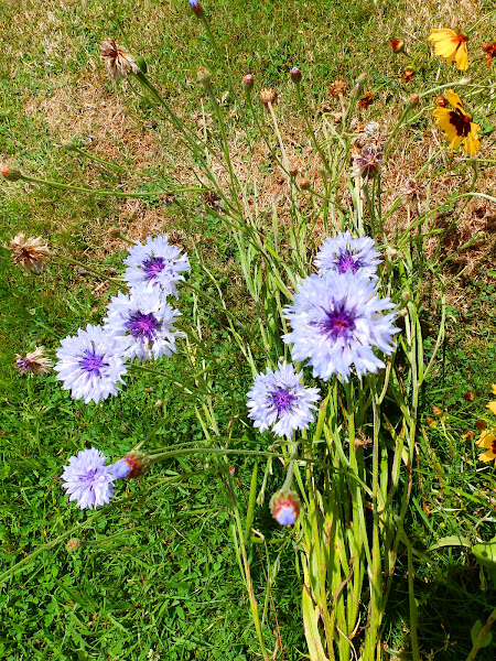 Cornflower (light blue variety) | Project Noah