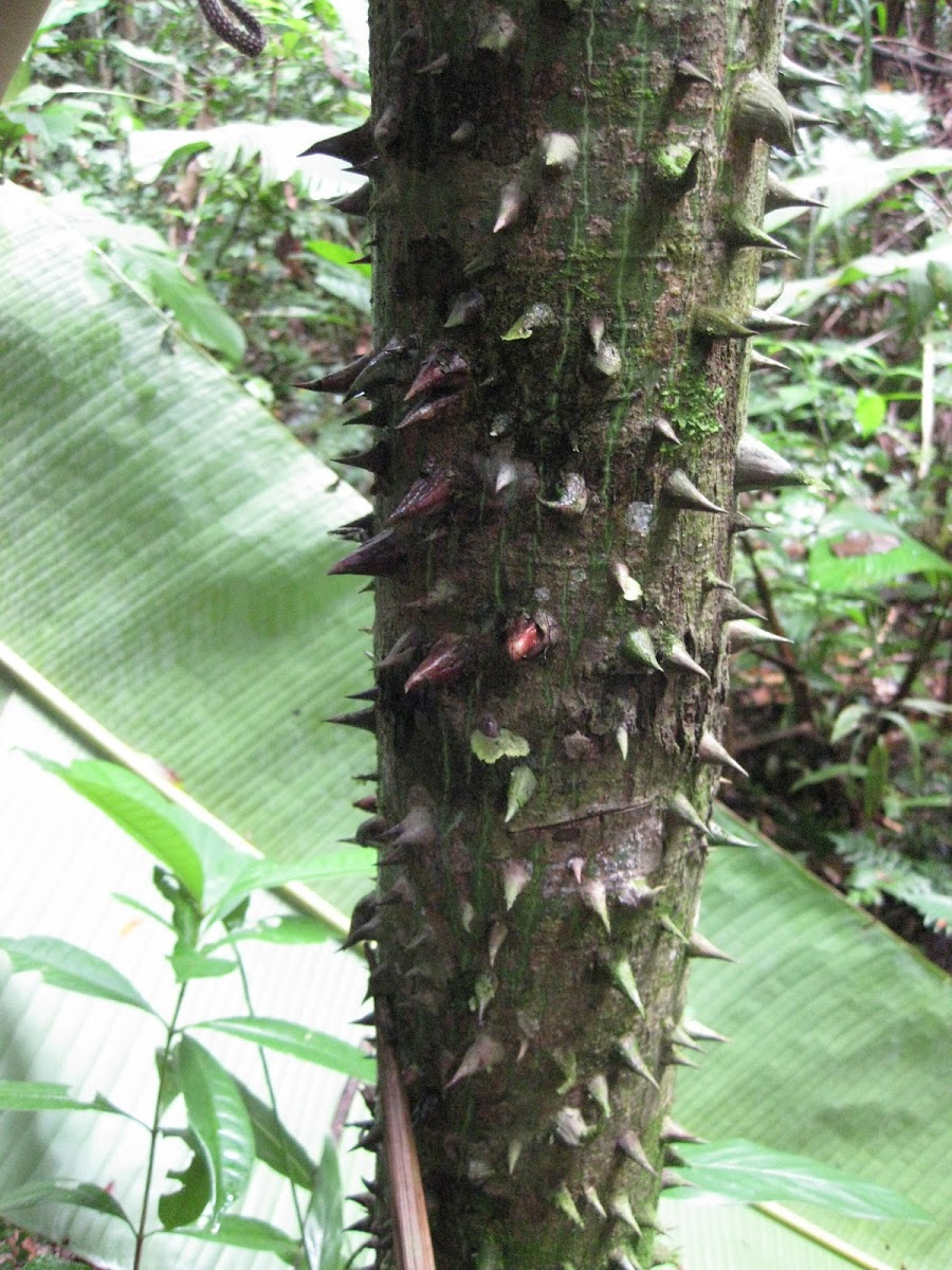 Ceiba tree | Project Noah