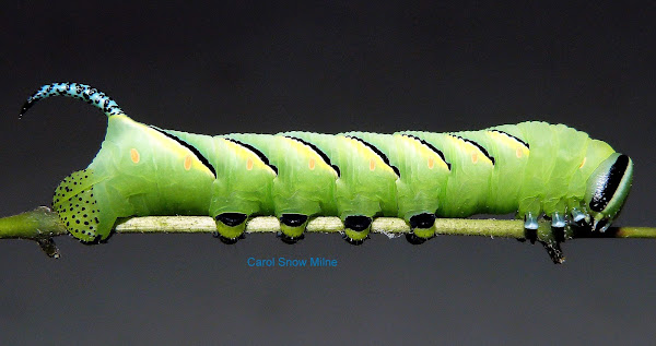 Laurel Sphinx Moth Caterpillar | Project Noah