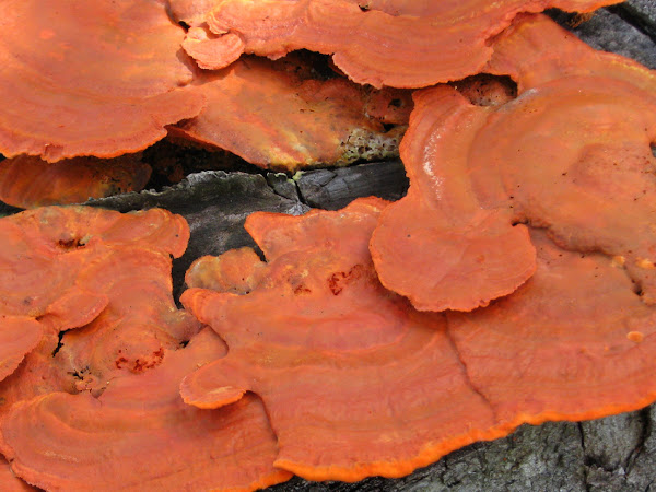 Orange Polypore | Project Noah