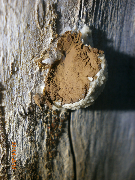 The False Puffball? | Project Noah