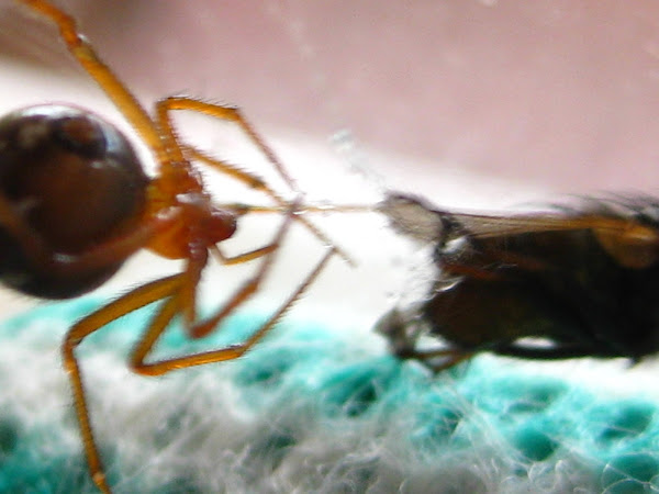 Red House Spider (with prey) | Project Noah