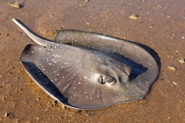 Southern stingray | Project Noah