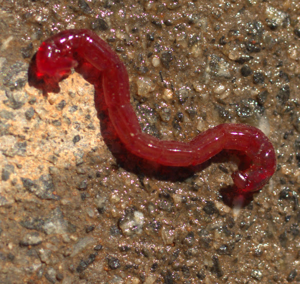 Blood worm | Project Noah