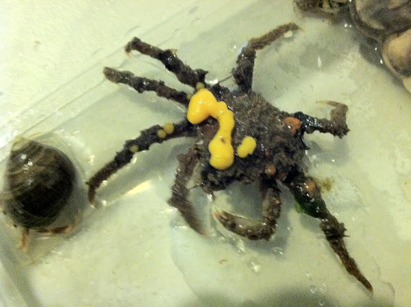 Toad crab | Project Noah