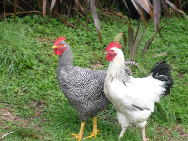 rooster | Project Noah