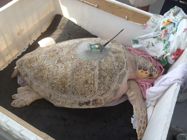 Loggerhead Sea Turtle | Project Noah