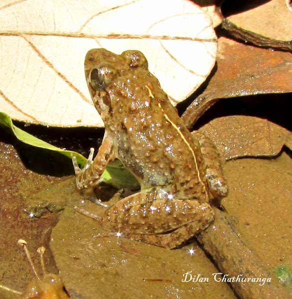 Rice field frog | Project Noah