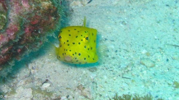Yellow boxfish | Project Noah