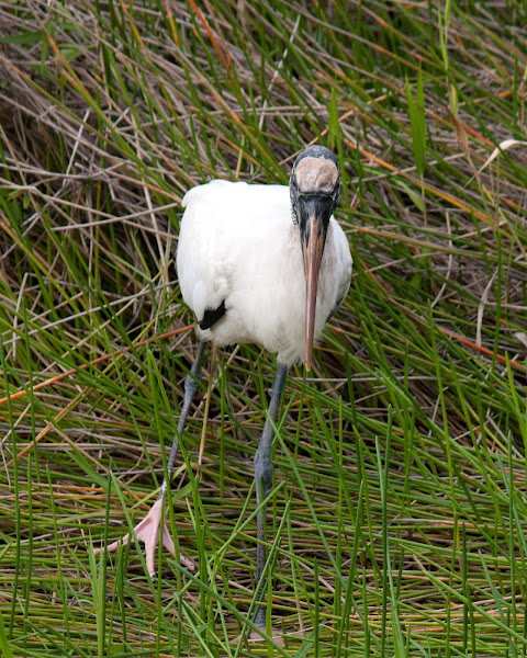 Wood Stork | Project Noah