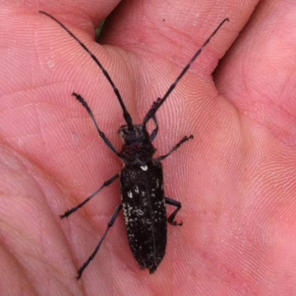 White-Spotted Sawyer Beetle | Project Noah