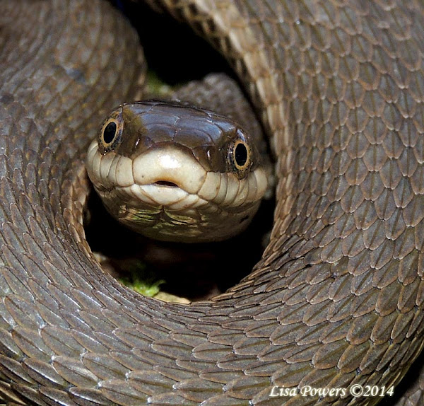 Queensnake | Project Noah