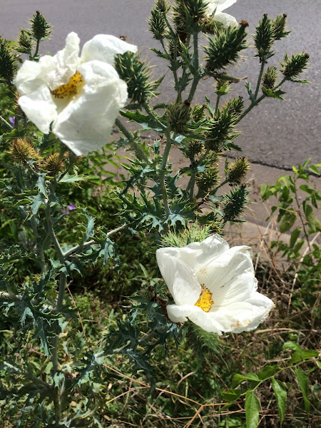 Texas prickly poppy | Project Noah