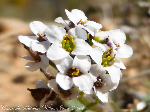 White mustard cluster flower | Project Noah