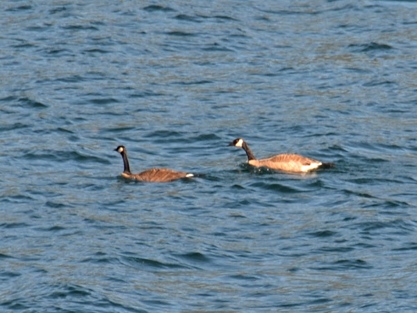 Canada Goose | Project Noah