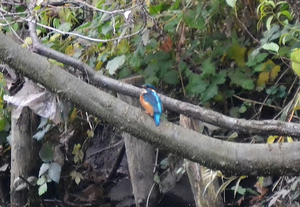 Kingfisher | Project Noah