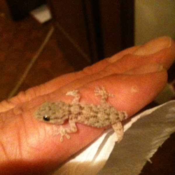 Baby house gecko | Project Noah