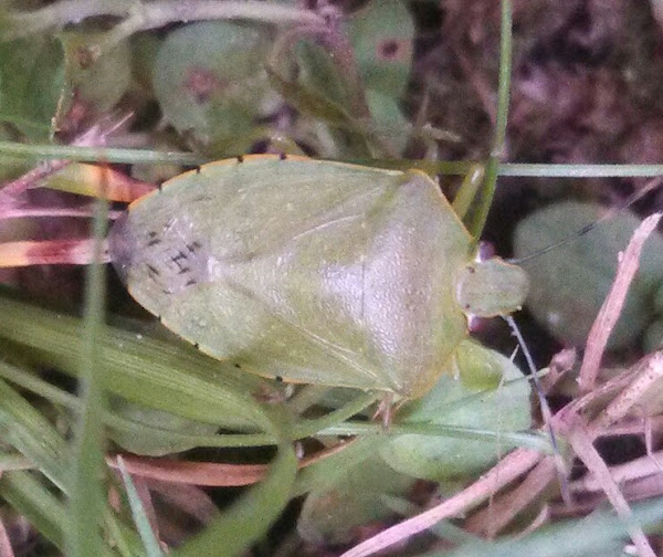 Green Stink Bug | Project Noah