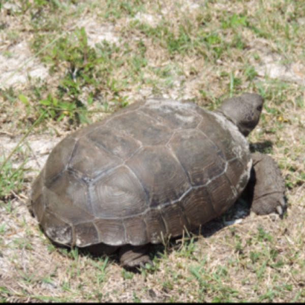 Gopher tortoise | Project Noah
