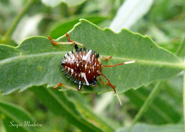 Coreid bug nymph | Project Noah