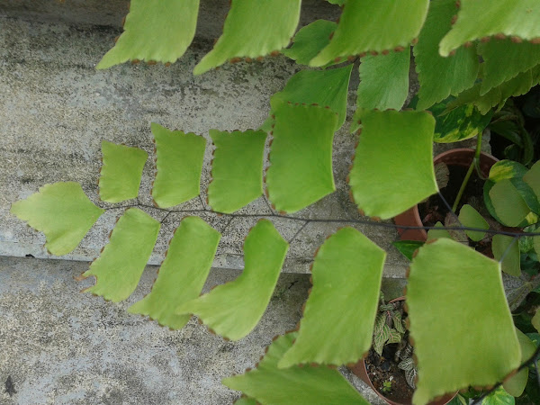 silver dollar fern or Peruvian maidenhair | Project Noah